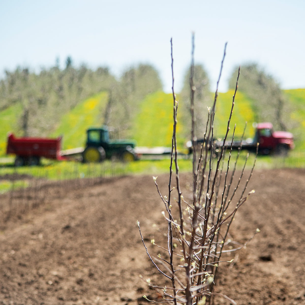 Sapling Apple Tree for Pick Up | Beak & Skiff / 1911 Established
